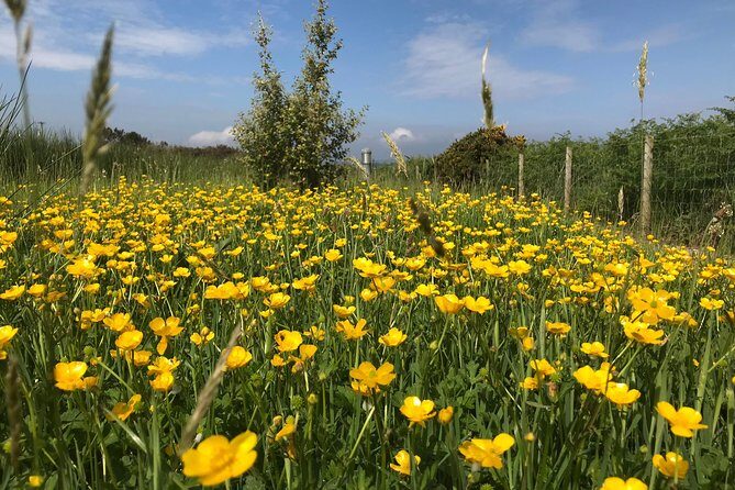 Shore Excursion Giants Causeway Private Tour - An In-Depth Look at the Tour Experience