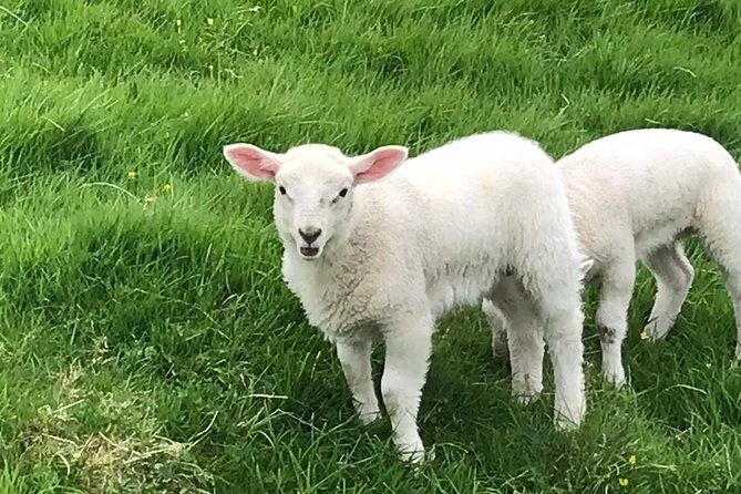 Shore Excursion Giants Causeway Private Tour - FAQ