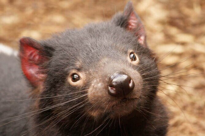 Shore Excursion-Hobart Wanderer - Key Points