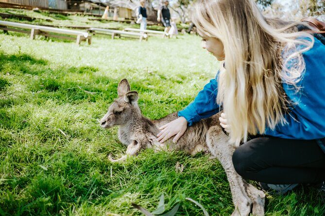 Shore Excursion-Hobart Wanderer - Who Is This Tour Best For?