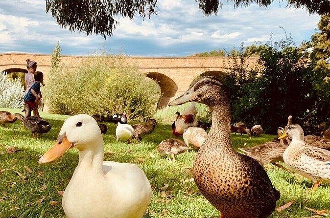 Shore Excursion - nipaluna (Hobart) Highlights - Final Thoughts