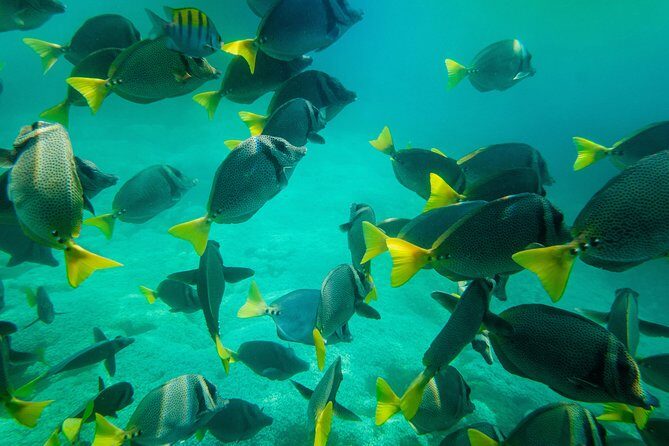 Shore Excursion Premium Family Snorkeling Experience - Practical Tips for Your Snorkeling Adventure