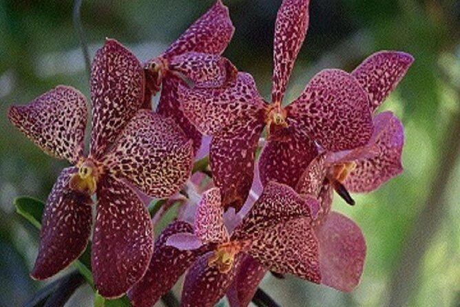 Shore Excursion-Wonders of Nadi Sightseeing Tour-Temple,Gardens,Markets&Shopping - Key Points