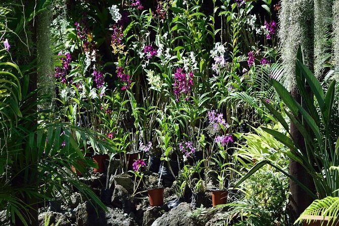 Shore Excursion-Wonders of Nadi Sightseeing Tour-Temple,Gardens,Markets&Shopping - Who Should Consider This Tour?