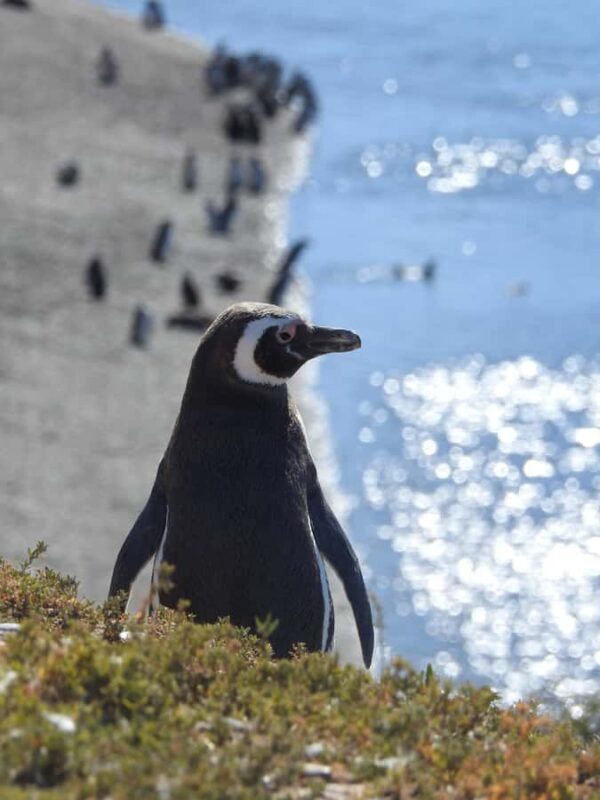 Shore Tours Peninsula Valdes Puerto Madryn Cruise Passengers - Guides and Interpretation