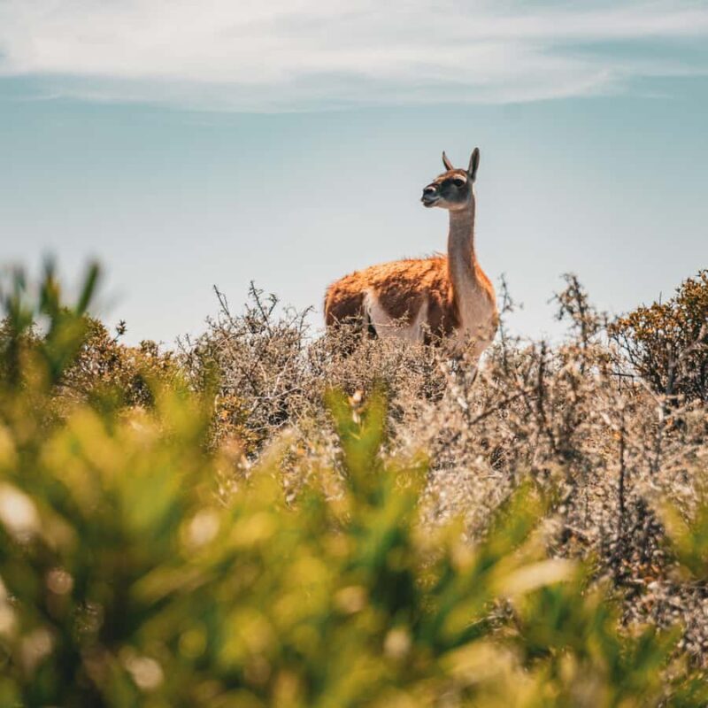Shore Tours Peninsula Valdes Puerto Madryn Cruise Passengers - Authentic Experiences & Best For