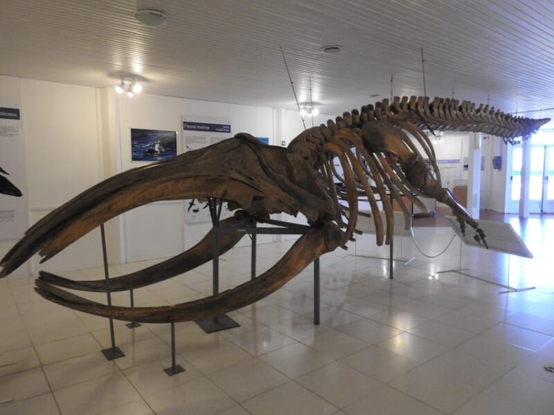 Shore Tours Peninsula Valdes Puerto Madryn Cruise Passengers - The Sum Up