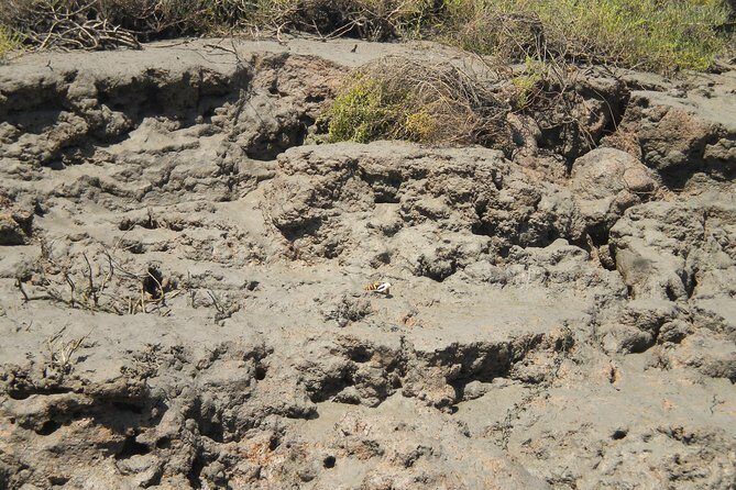 Short boat trip of the Algarve's Ria Formosa lagoon from Faro: 1 hour - The Experience in Detail