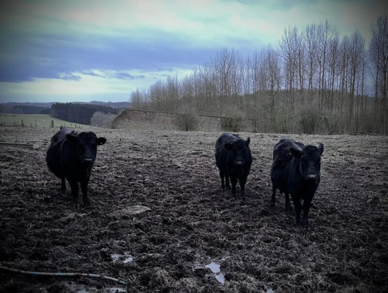 Shropshire: Meet the Mini Moos Cow Cuddling Experience - Key Points