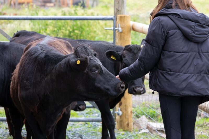 Shropshire: Meet the Mini Moos Cow Cuddling Experience - An In-Depth Look at the Mini Moos Cow Cuddling Experience