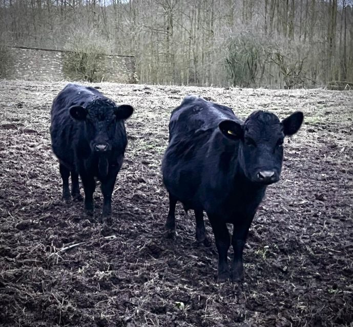 Shropshire: Meet the Mini Moos Cow Cuddling Experience - Final Thoughts