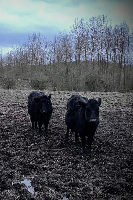 Shropshire: Meet the Mini Moos Cow Cuddling Experience - FAQ