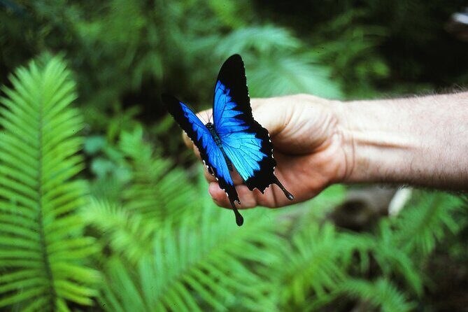 Shuttle Bus Transfer - Kuranda TO Cairns City - FAQ