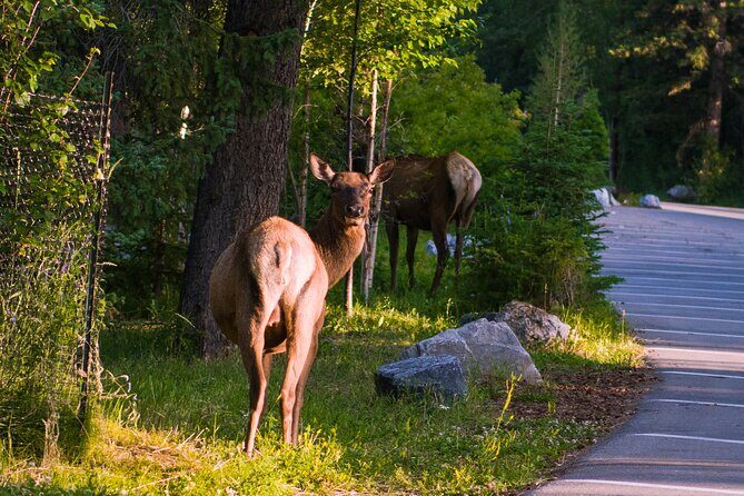 Shuttle Service between Canmore, Banff, Moraine Lake, Lake Louise - FAQ