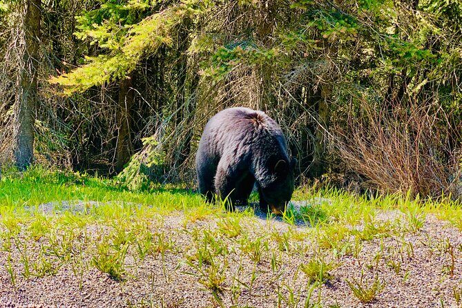 ShuttleBus 2way Banff to Lake Louise (1Hr) and Moraine Lake (1Hr) - Final Thoughts