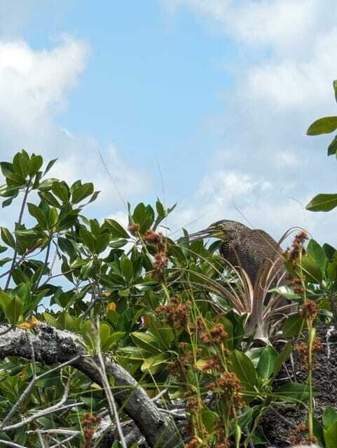 Sian Ka'an Channels and Underground River - Private Tour - Final Thoughts