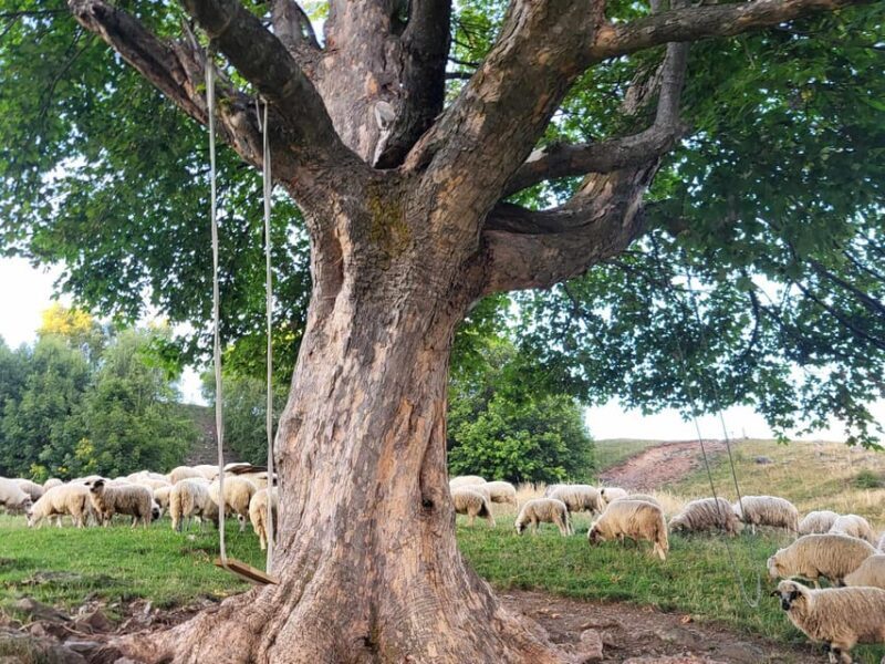 Sibiu: Cindrel Mountains Hike with Traditional Brunch - Final Thoughts: Why This Tour Is a Great Choice