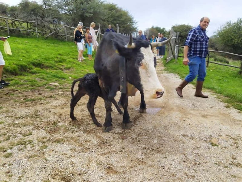 SICILIAN VILLAGES & RICOTTA PARTY departure from Cefalù area - Exploring Sicily’s Hidden Gems: A Review of the Villages and Ricotta Party Tour from Cefalù