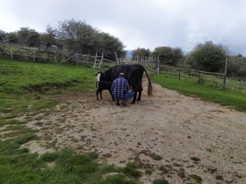 SICILIAN VILLAGES & RICOTTA PARTY departure from Cefalù area - Lunch at a Sicilian Agriturismo