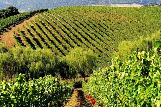 Sicilian Winery Tour with Wine Tasting from Palermo - Key Points