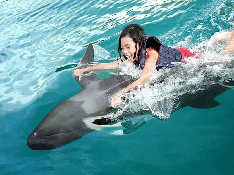 Side/Alanya: Swimming with Dolphins and Dolphin Show - Exploring the Swimming with Dolphins and Dolphin Show Tour in Alanya/Side