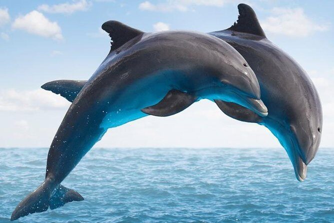 "Side: Boat Adventure to Dolphin Island  Swim and Enjoy Lunch" - Key Points