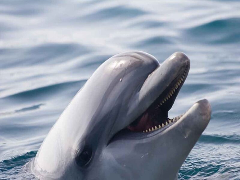 Side: Dolphin Island Boat Tour, Lunch, Sotf Drinks& Swimming - FAQ