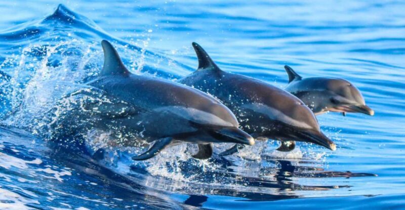 Side: Dolphin Island Boat Trip with Lunch & Unlimited Drinks - What’s Included and What to Consider