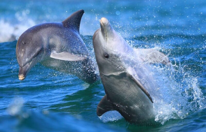 Side: Dolphin Island Boat Trip with Lunch & Unlimited Drinks - The Sum Up