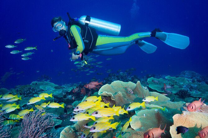 Side Scuba Diving for Beginners with Lunch and Transfers - Key Points