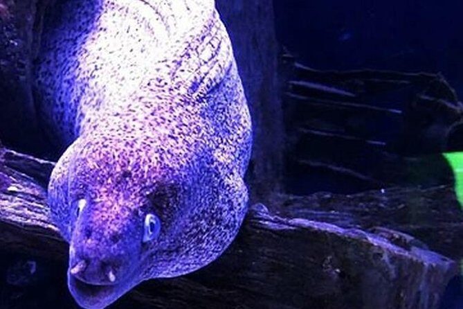 "Side: Scuba Diving in the Fascinating Underwater Museum" - What to Expect from the Underwater Museum Tour