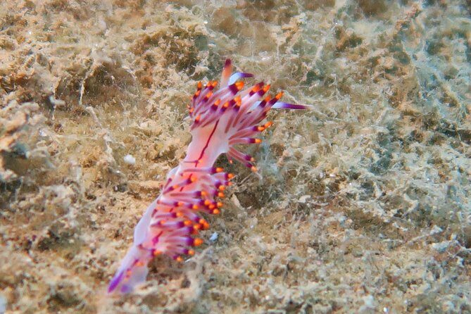 Side: Scuba Diving Under Water Museum - Frequently Asked Questions