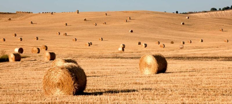 Siena: Guided visit of the city in German - Key Points