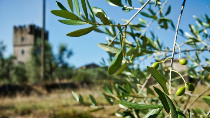 Siena: Half-day Guided Hike to Monteriggioni - The Experience in Detail: What to Expect