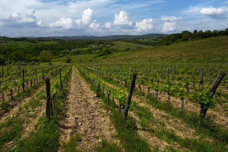 Siena: Organic Winery Tour and Wine Tasting - Practical Details and What to Expect