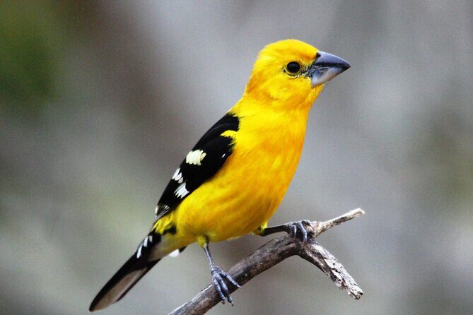 SIerra Madre Highland bird and Tuito - What Makes Each Stop Special?