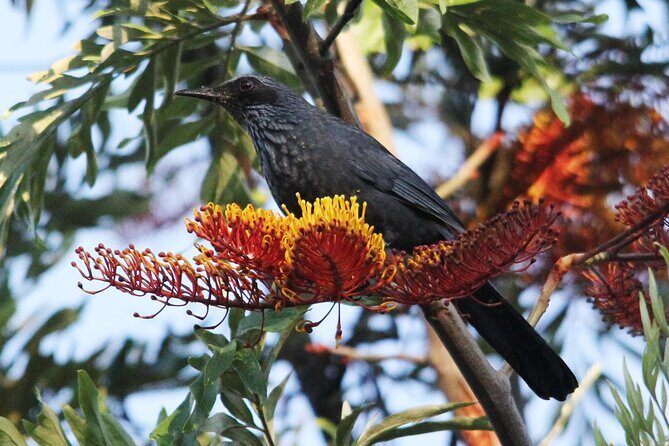 SIerra Madre Highland bird and Tuito - The Experience from the Guides and Reviews