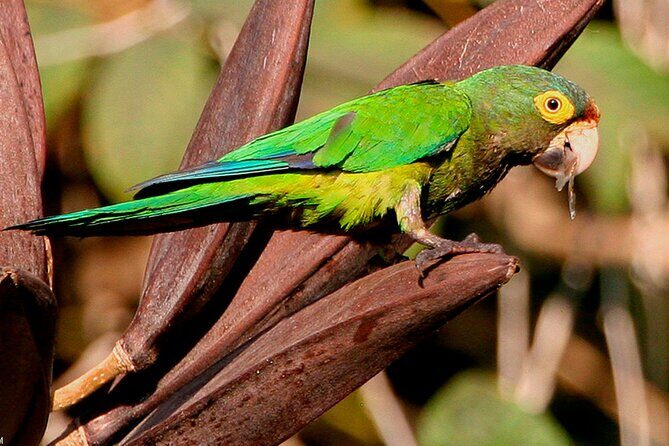 SIerra Madre Highland bird and Tuito - The Photography Angle