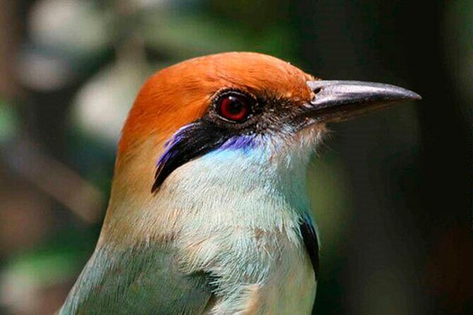 SIerra Madre Highland bird and Tuito - Practical Tips for a Smooth Experience