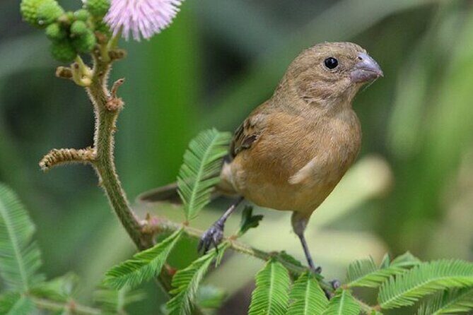 SIerra Madre Highland bird and Tuito - The Sum Up