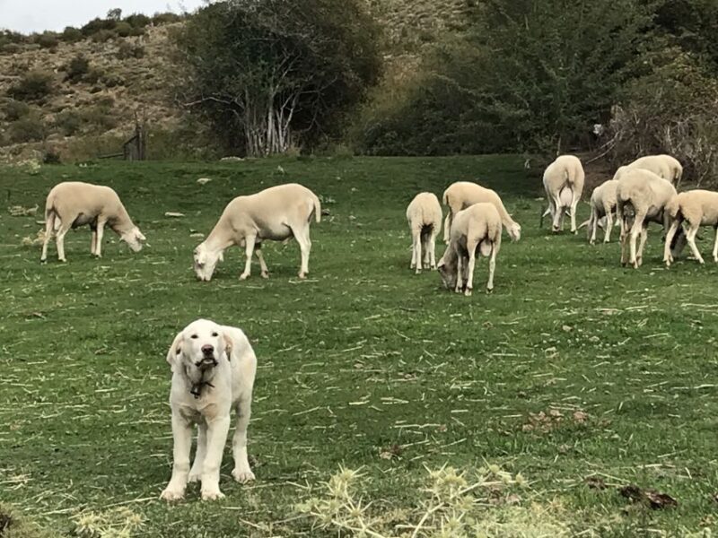 Sierra Nevada Small Group E-Bike Tour - Pricing and Value