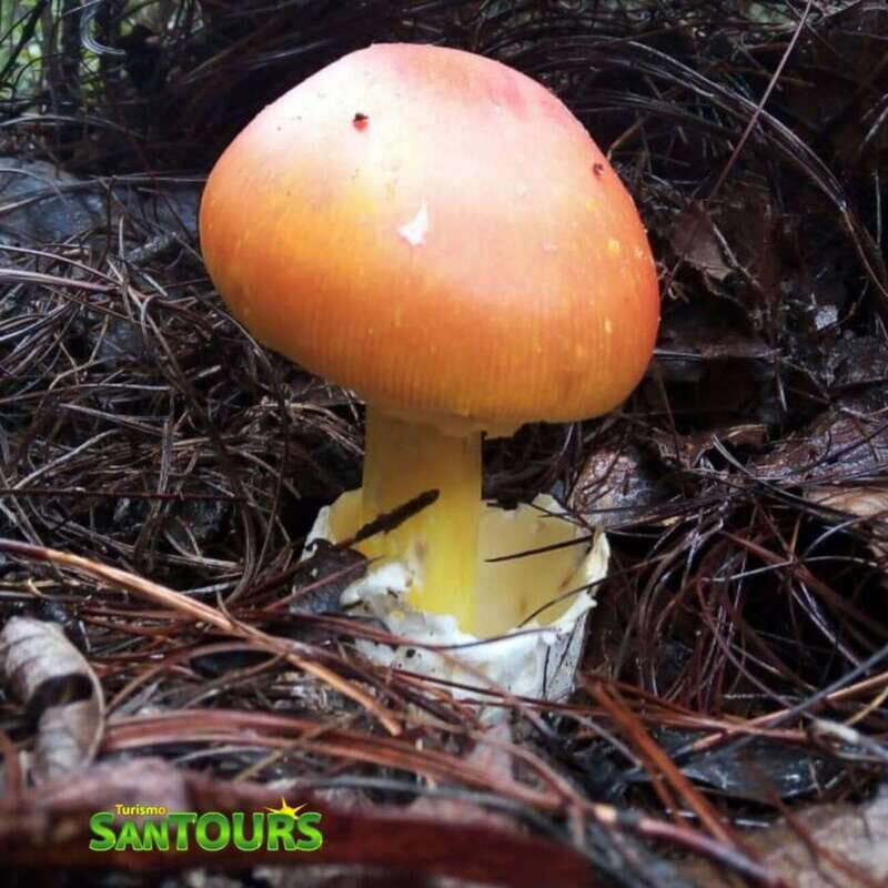 Sierra Norte: Eco Adventure Tour - Introduction: A Day of Nature, Culture, and Adventure