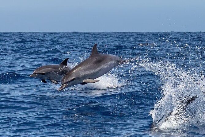 Sighting DE Marine Mammals and Snorkeling - Discover Marine Life and Snorkeling Adventures in Huatulco
