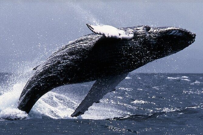 Sighting DE Marine Mammals and Snorkeling - Final Thoughts