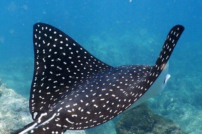 Sighting DE Marine Mammals and Snorkeling - FAQ