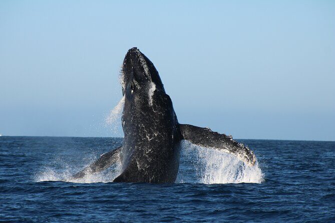 Sighting whale tour in Los Cabos - An In-Depth Look at the Whale Watching Experience