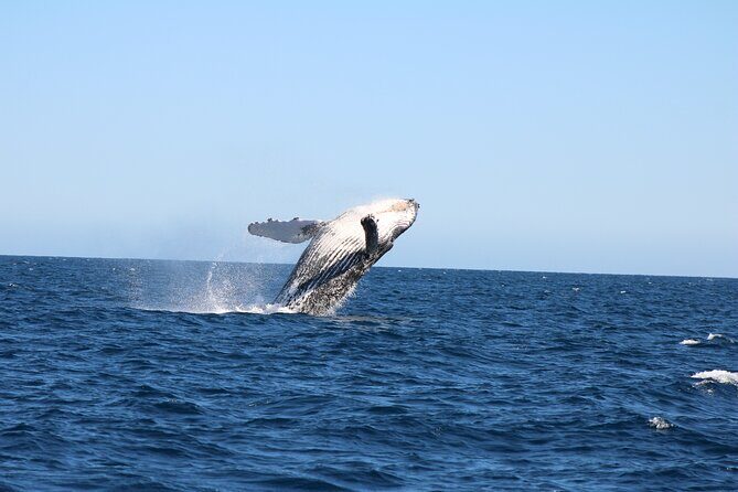 Sighting whale tour in Los Cabos - Final Thoughts