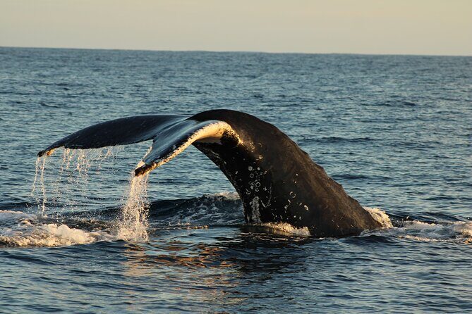 Sighting whale tour in Los Cabos - FAQ