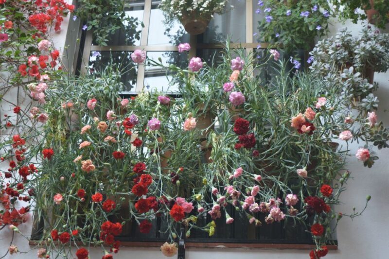 Sights, Sounds, and Scents of Córdoba's Patios - An In-Depth Look at the Córdoba Patios Tour