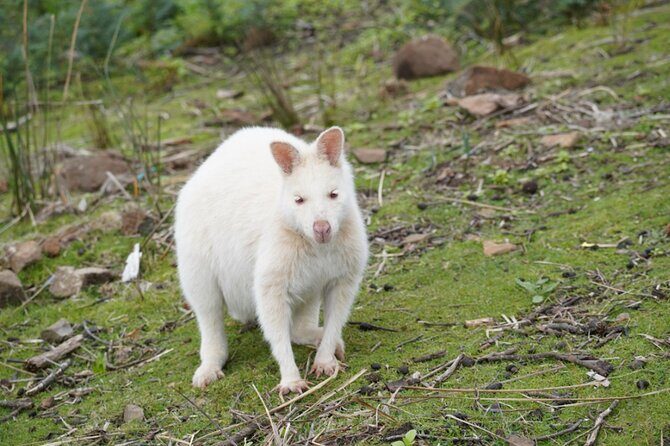 Signature Bruny Island Tour - Hobart & SE Tasmania - An In-Depth Look at the Bruny Island Signature Tour